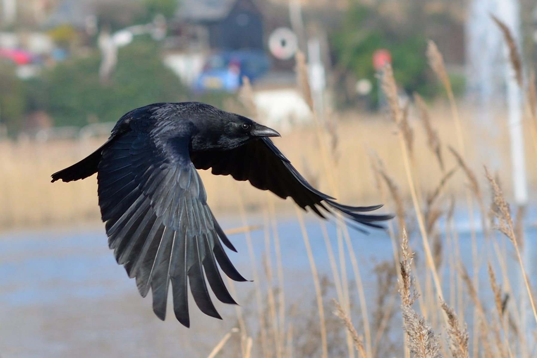 For Smart, Social Crows, Pennsylvania is a Warm Winter Oasis - The ...