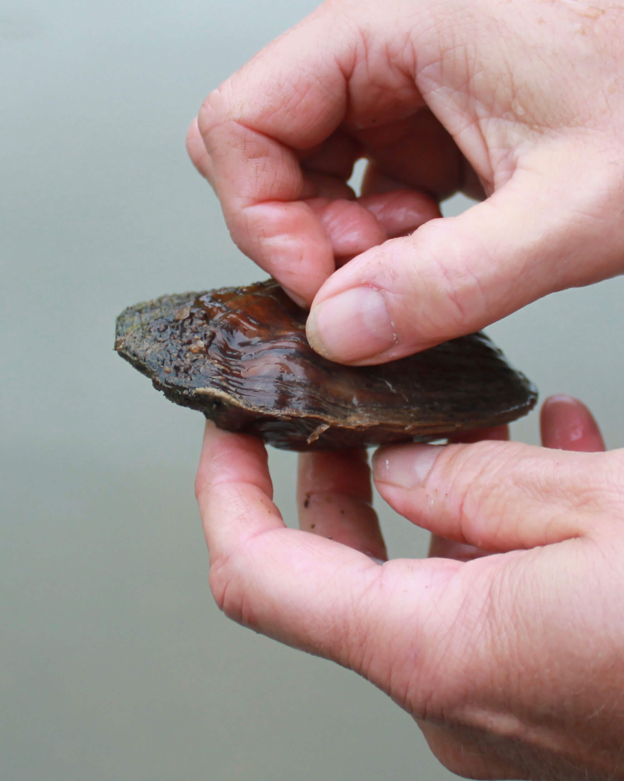 Fighting for the Ohio River Watershed’s Mussels - The Allegheny Front