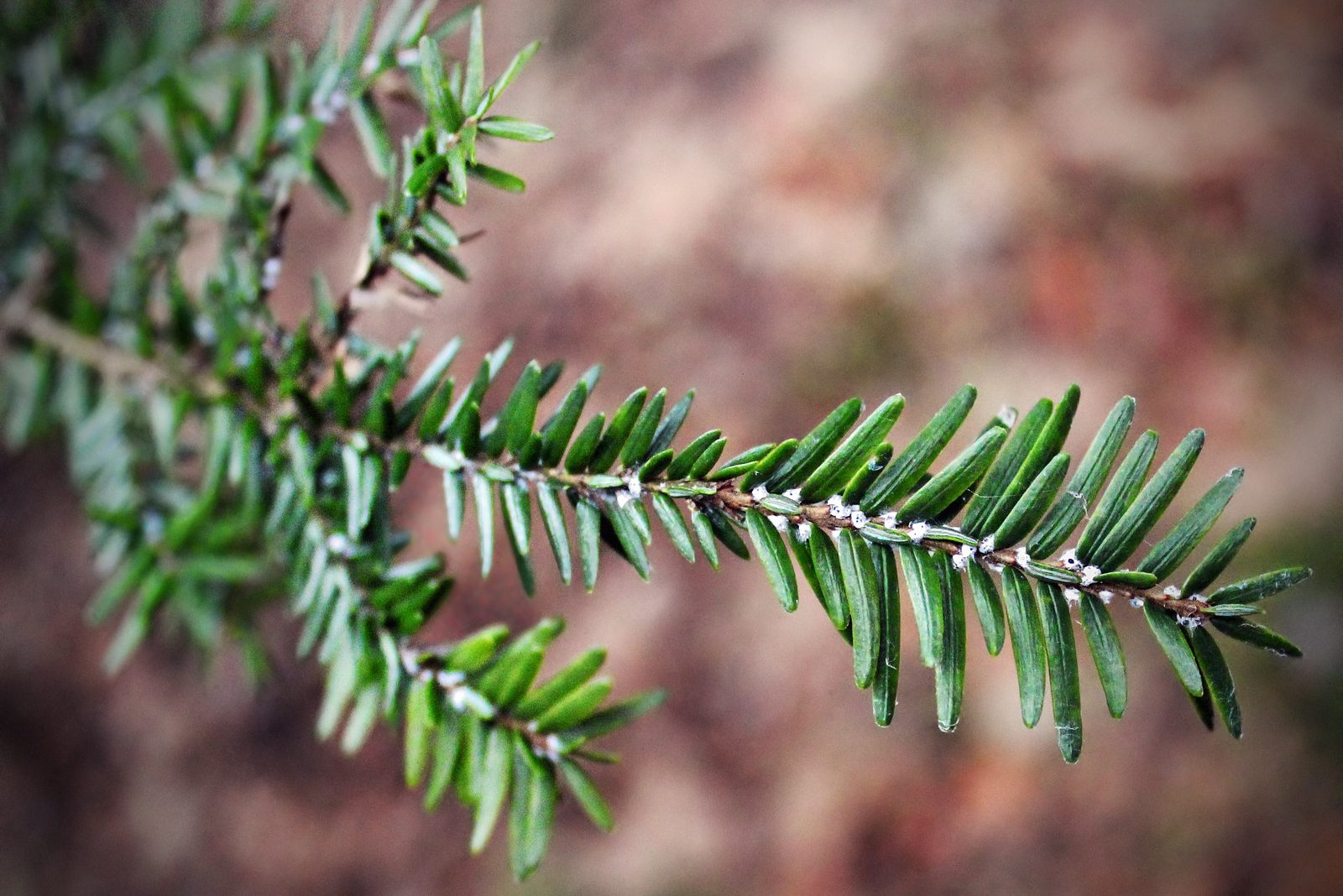 How to Control the Pest Threatening the Future of Hemlock Trees - The ...