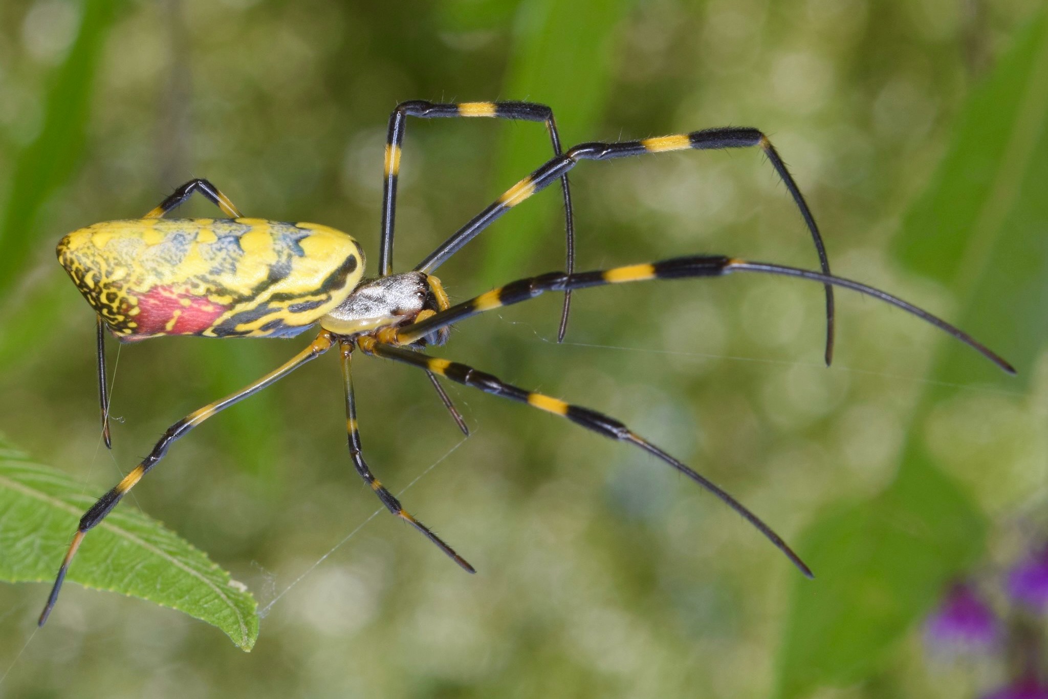 Joro spider fears in Pennsylvania have spun out of control - The ...