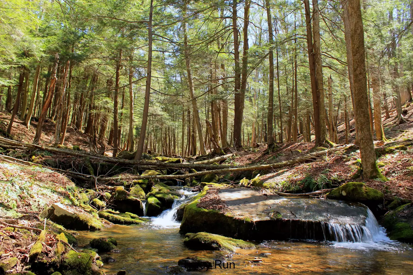 Forest Service wants to end Roadless Rule, including in the Allegheny - The Allegheny Front