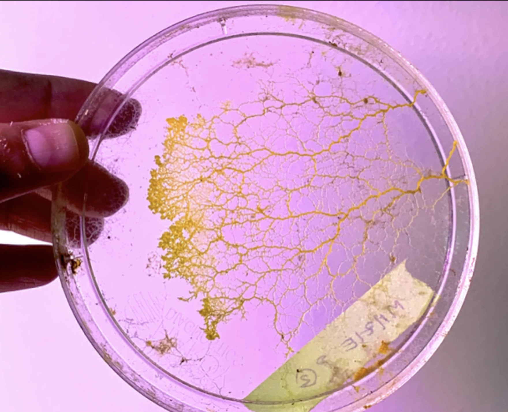 A smartwatch that runs on slime mold. Could it help prevent e-waste ...